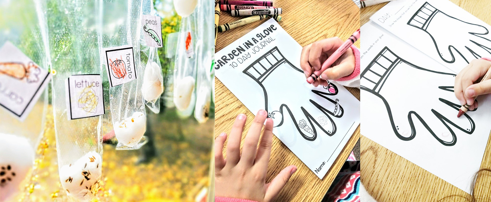 Garden in a Glove: Plant Life Cycle in Kindergarten • The Kinderhearted ...